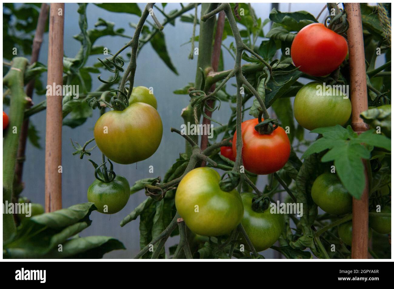 Polly tunnel Cut Out Stock Images & Pictures - Alamy