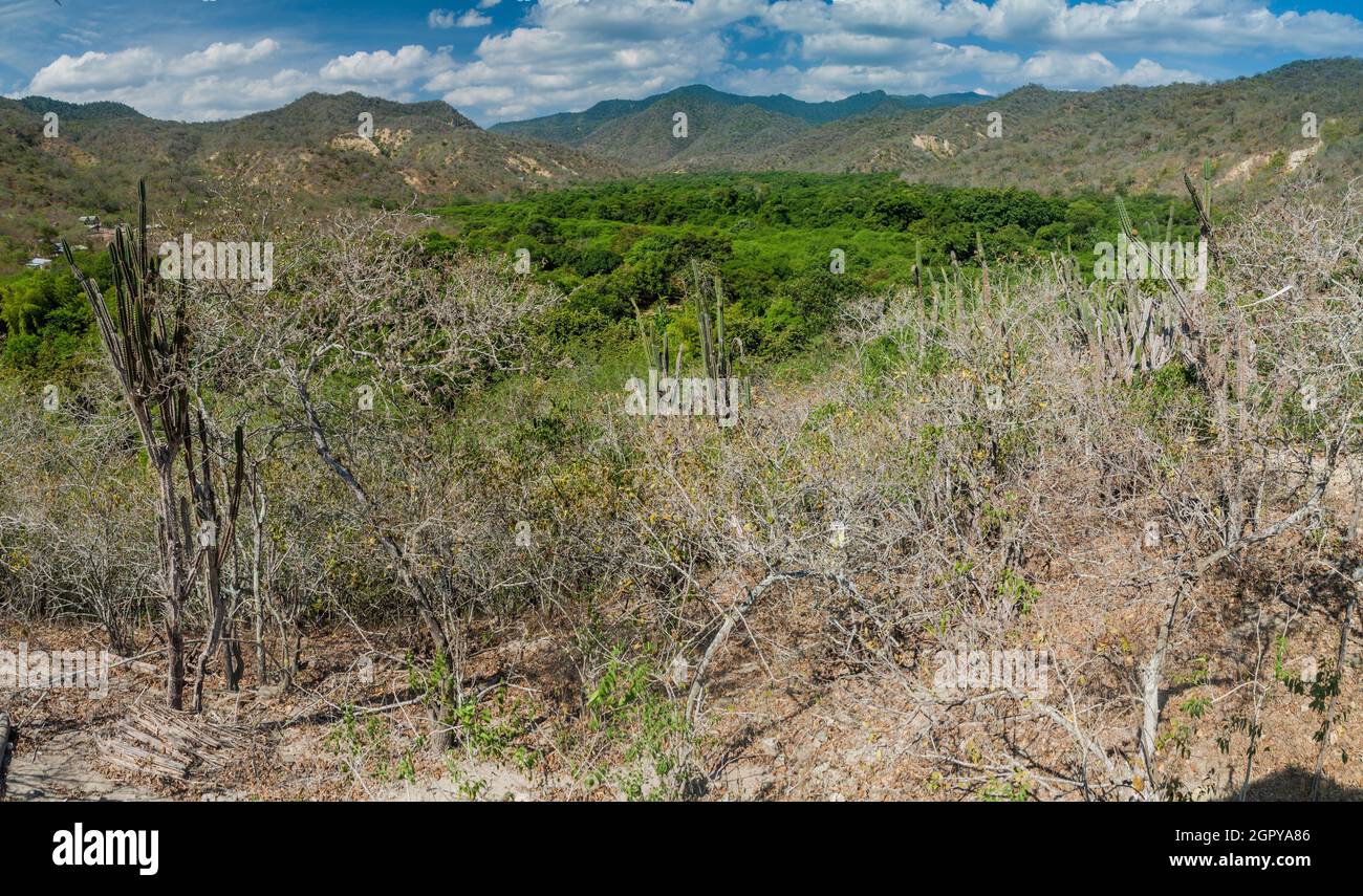 Dry forest in Machalilla National Park, Ecuador Stock Photo - Alamy