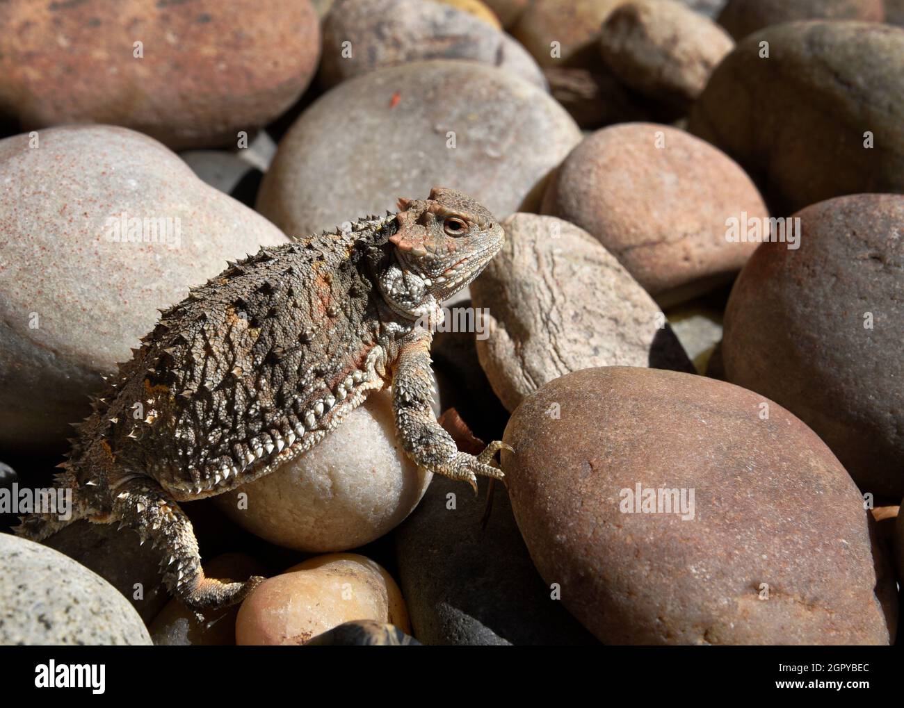 A well camouflaged horned lizard (Phrynosoma), also known as a horny ...