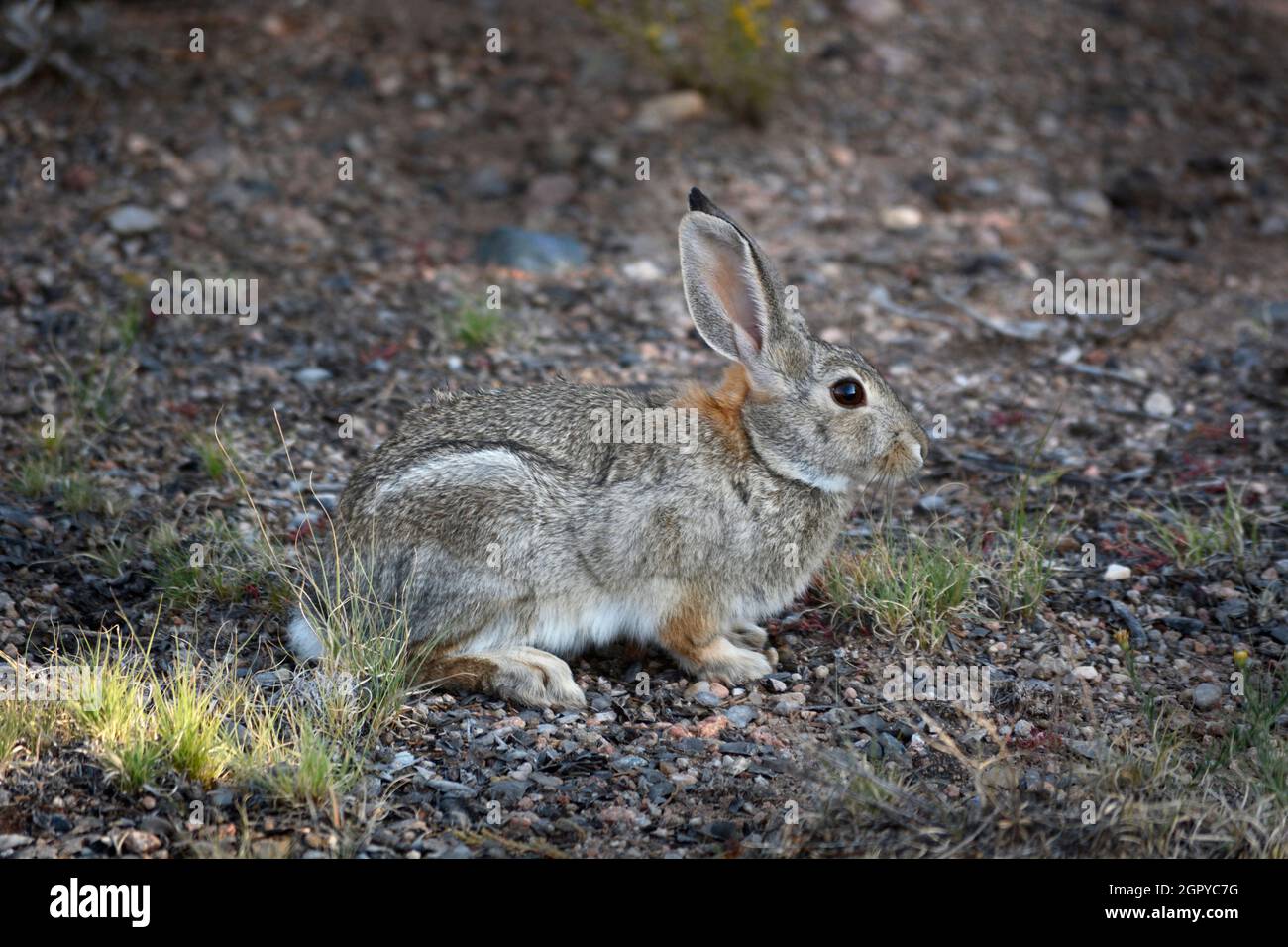 A Desert Cottontail rabbit (Sylvilagus audubonii) in Santa Fe, New ...