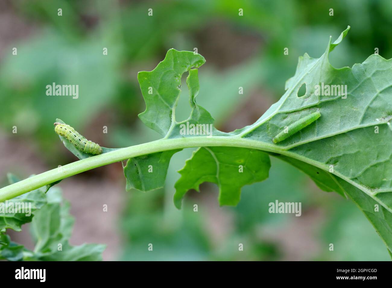 Common white pupa hi-res stock photography and images - Alamy