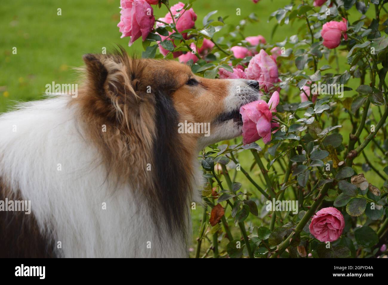Sticking on rose hi-res stock photography and images - Alamy