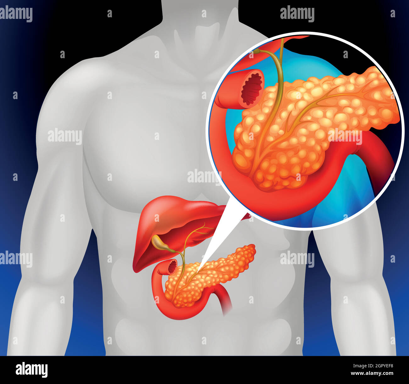 Human internal pancreas cartoon hi-res stock photography and images - Alamy
