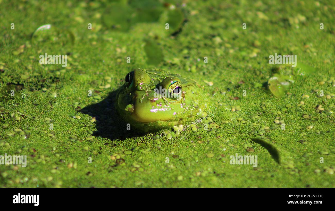 American bullfrog in grass hi-res stock photography and images - Alamy