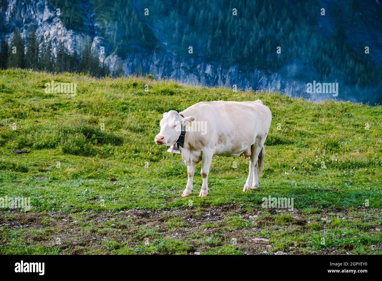 An attractive summer morning on the unique Oeschinensee Lake. A ...