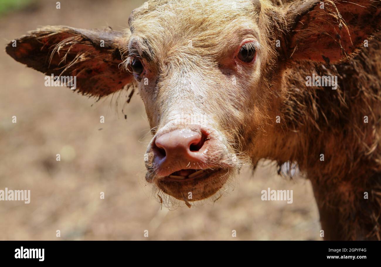 Water buffalo teeth hi-res stock photography and images - Alamy
