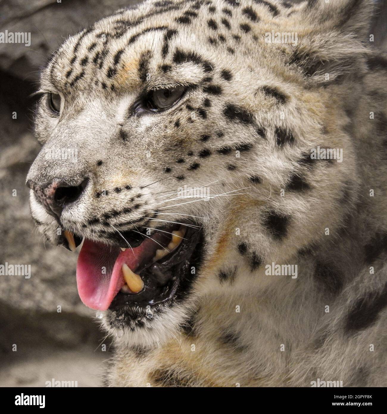 Portrait snow leopard mouth open hi-res stock photography and images ...