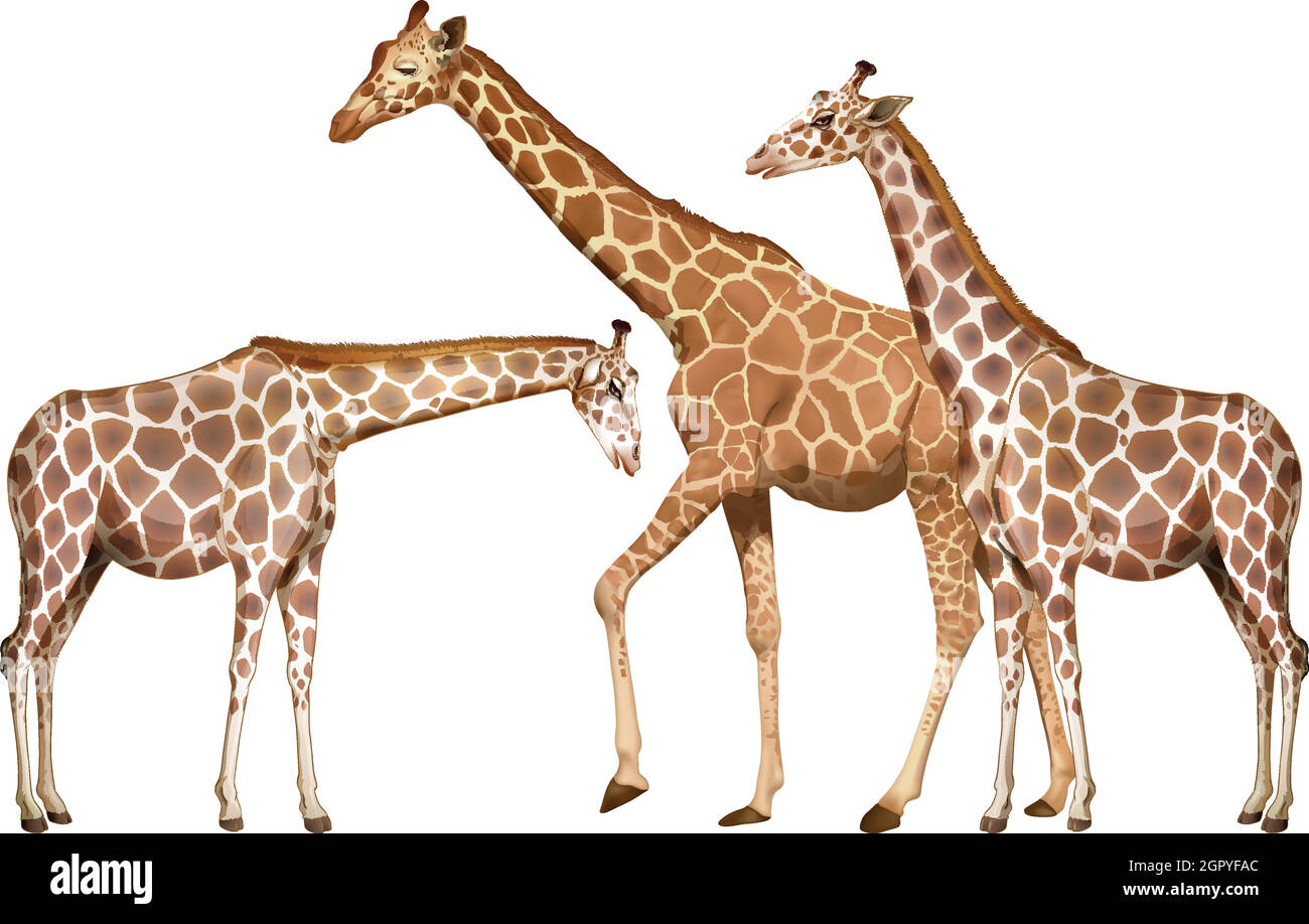 Very tall animal Stock Vector Images - Alamy
