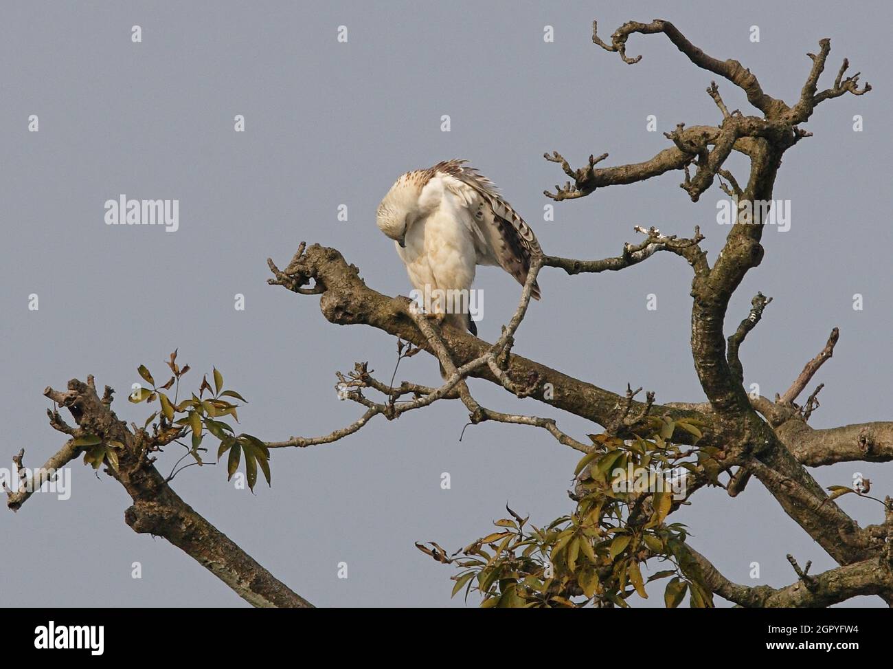 Changeable Hawk-eagle (Nisaetus cirrhatus limnaeetus) immature perched ...