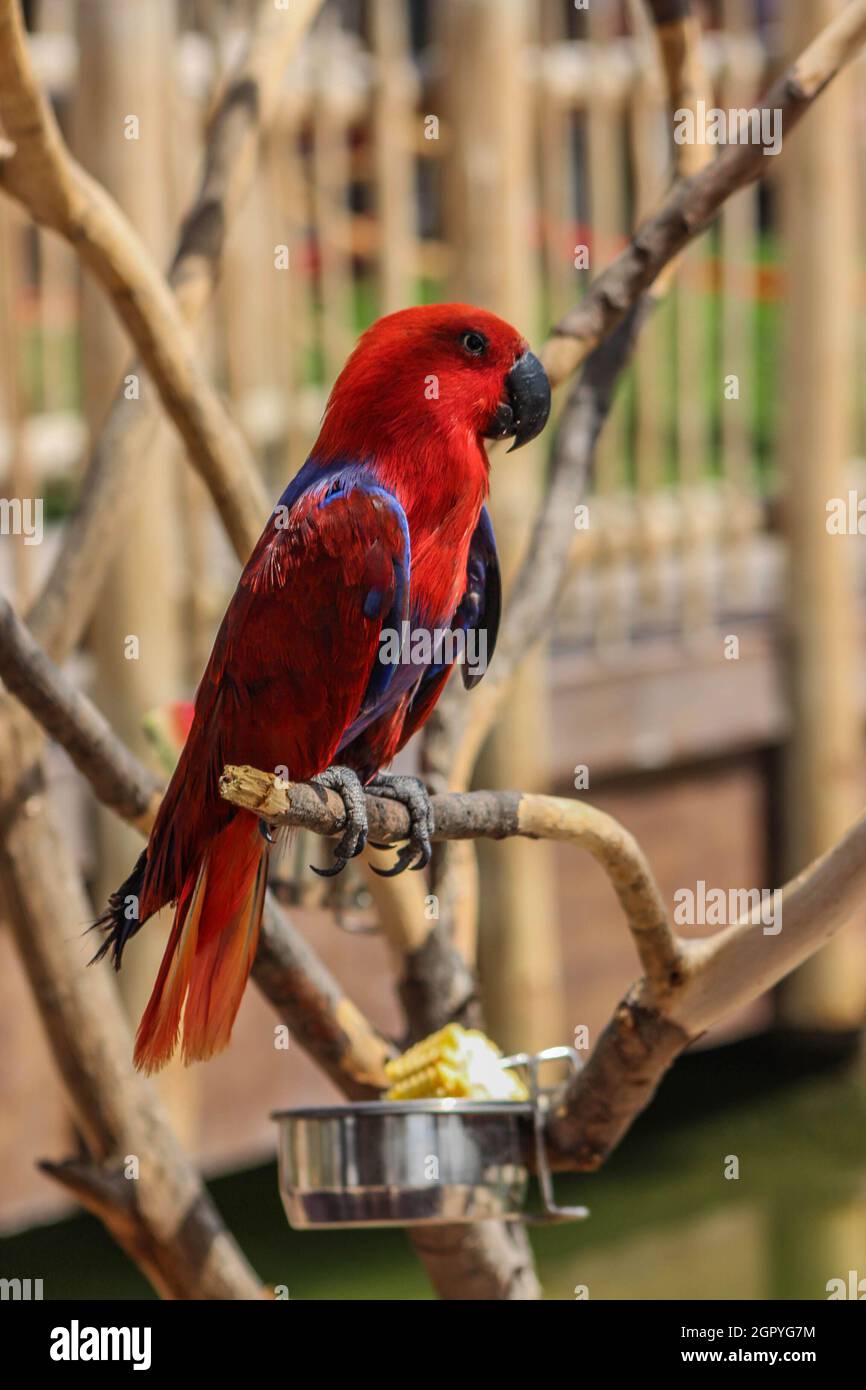 Dubai animal safari hi-res stock photography and images - Alamy