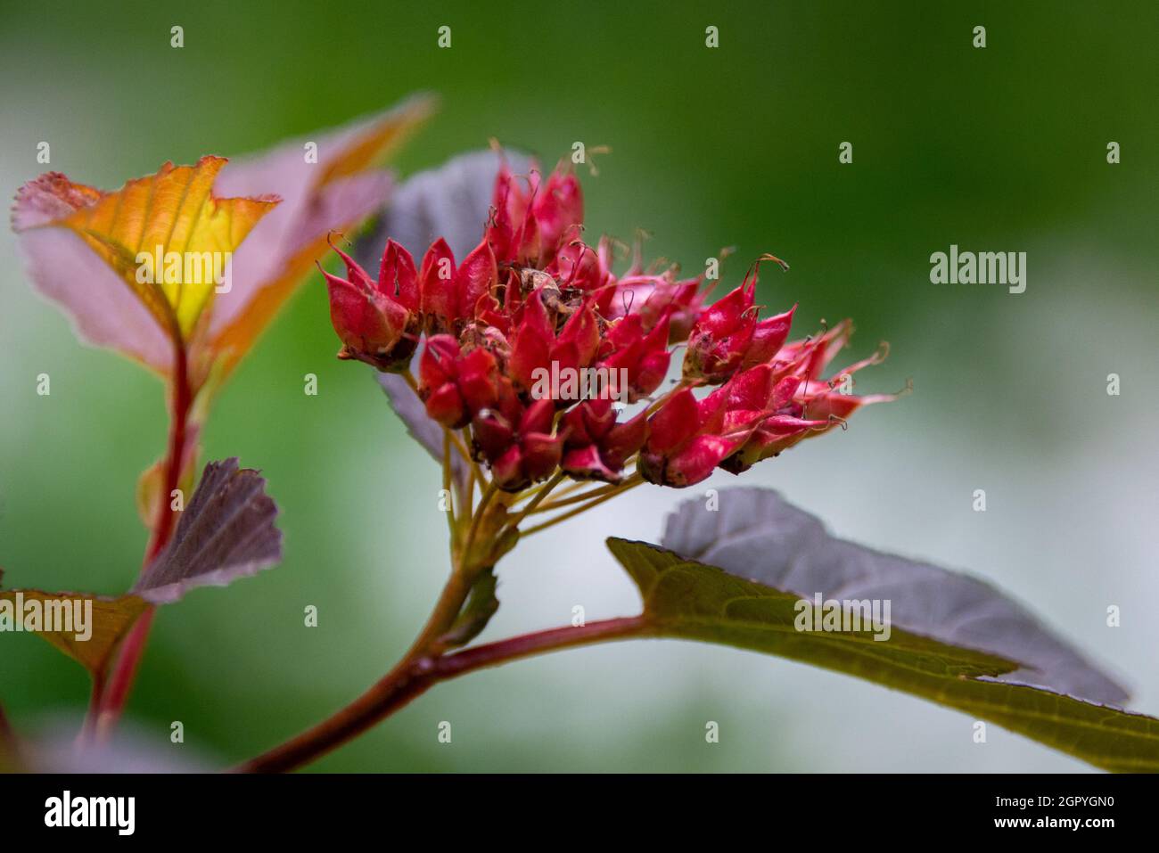 Leaves shrub perennial nature hi-res stock photography and images - Alamy
