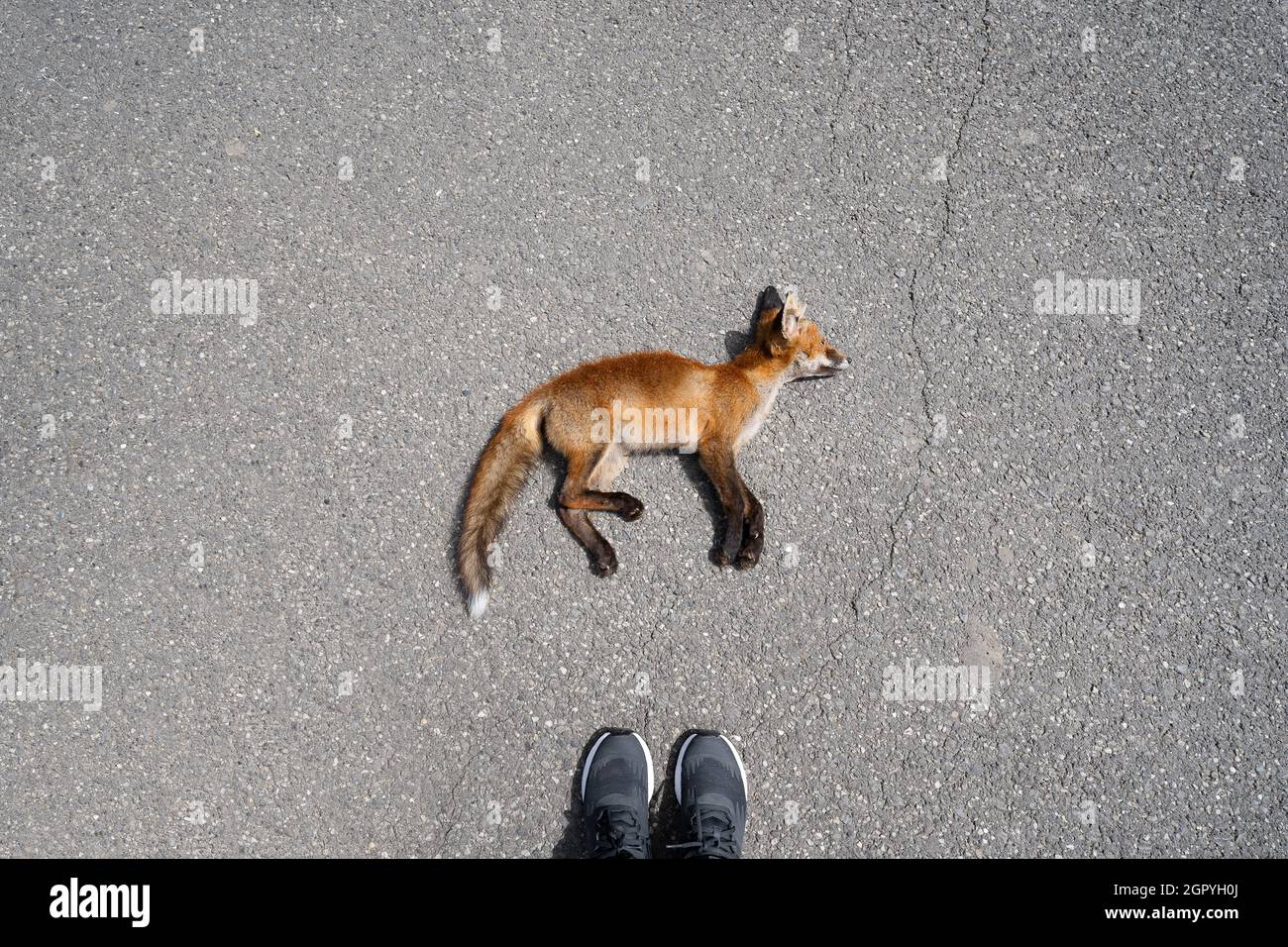 Dead fox on hi-res stock photography and images - Alamy