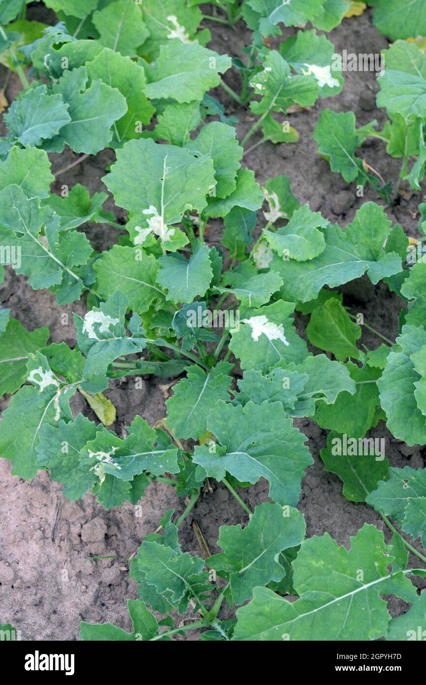 Leaf of Oilseed Rape (Brassica napus) damaged by cabbage leaf miner Fly ...