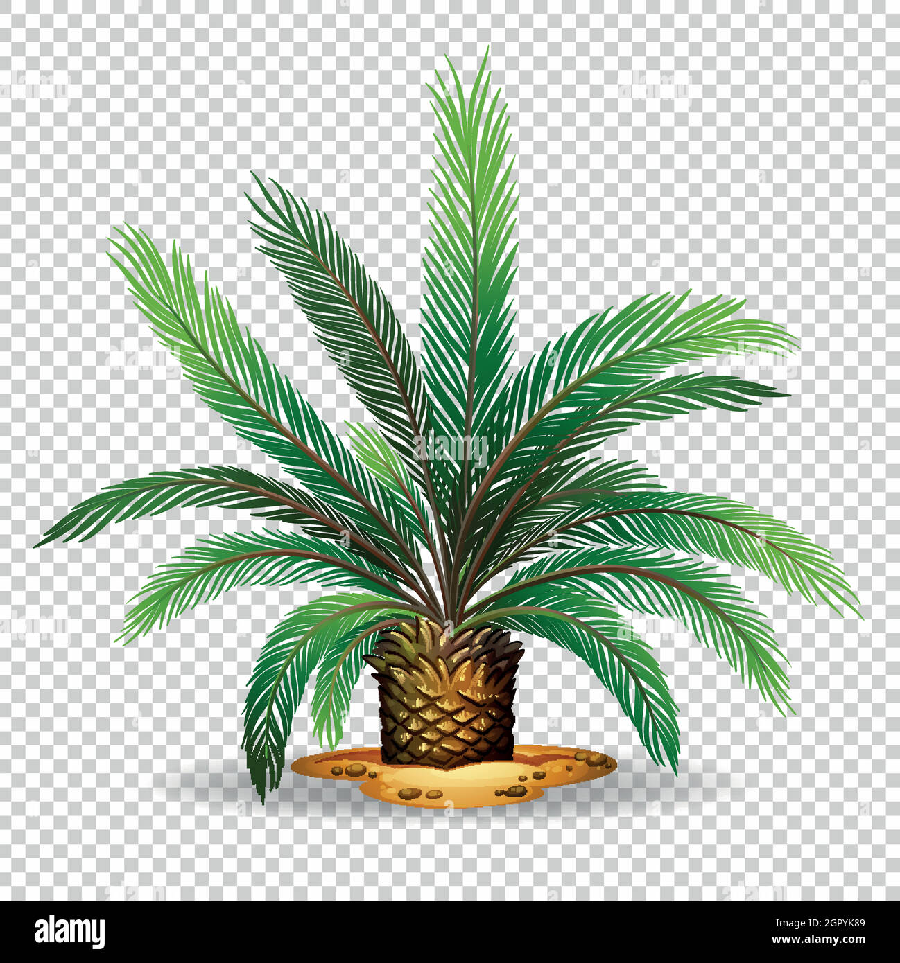 Palm tree on transparent background Stock Vector Image & Art - Alamy