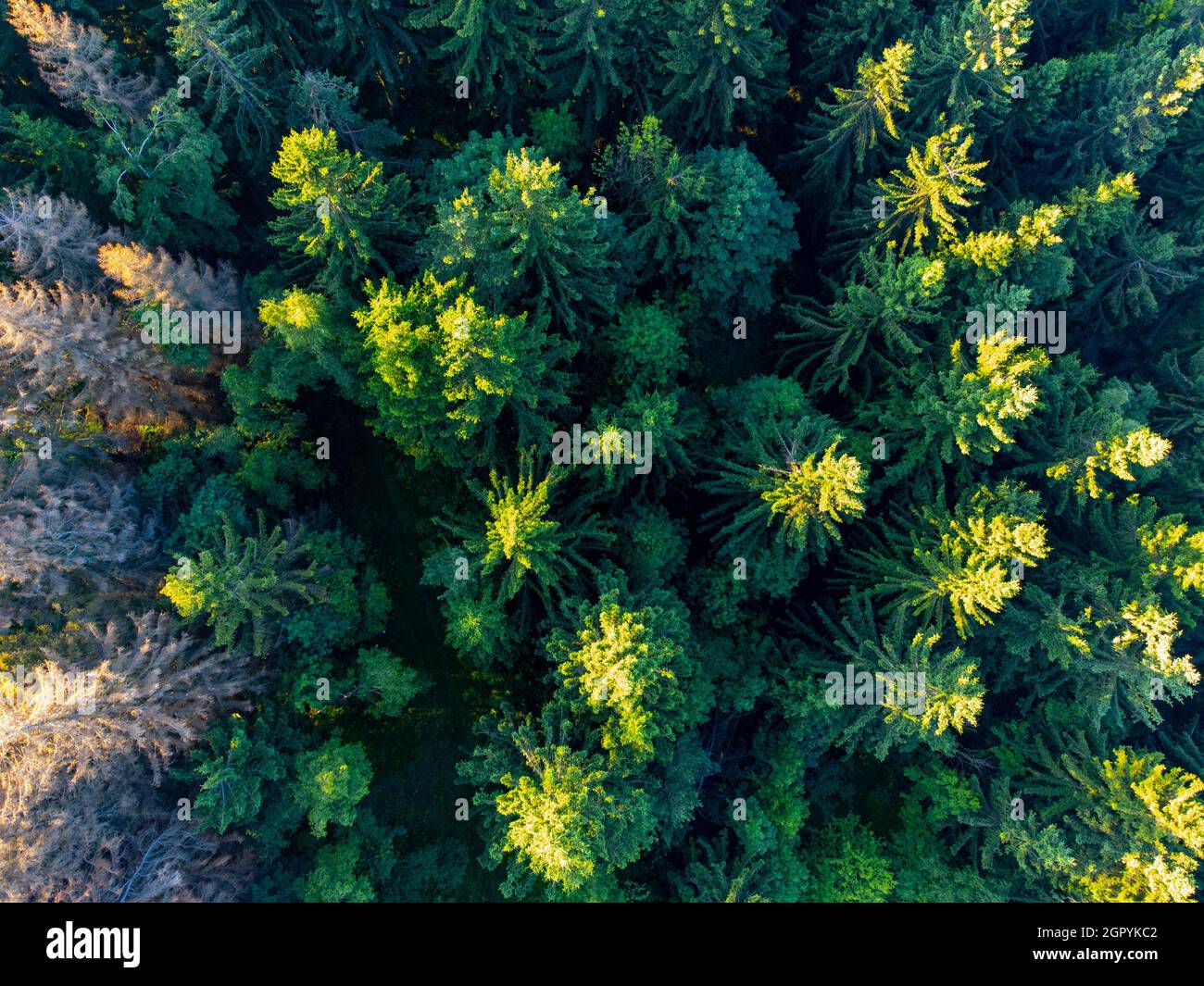 Forest of coniferous trees from above. Aerial view from drone Stock ...