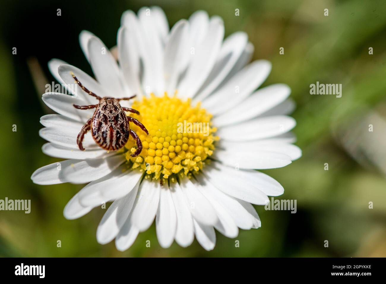 White bee feather hi-res stock photography and images - Alamy