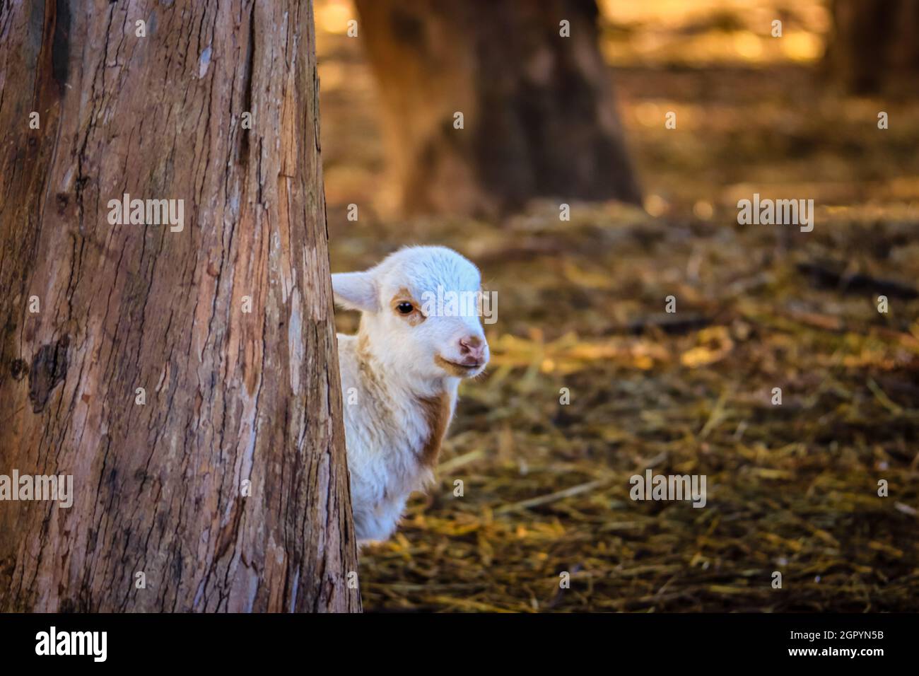Baby sheep hi-res stock photography and images - Alamy