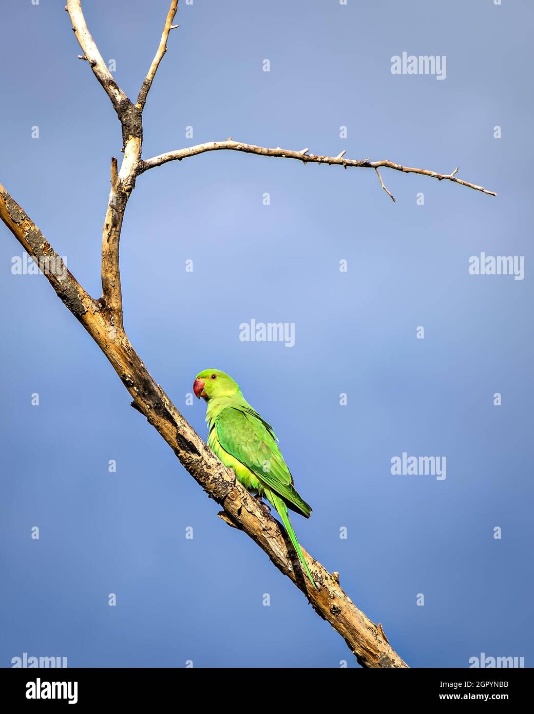 Perico tropical hi-res stock photography and images - Alamy