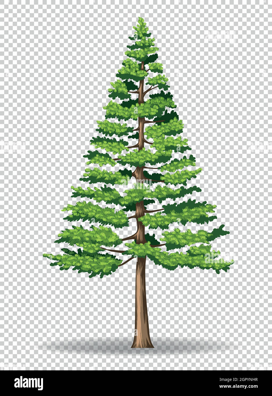 Pine tree on transparent background Stock Vector Image & Art - Alamy