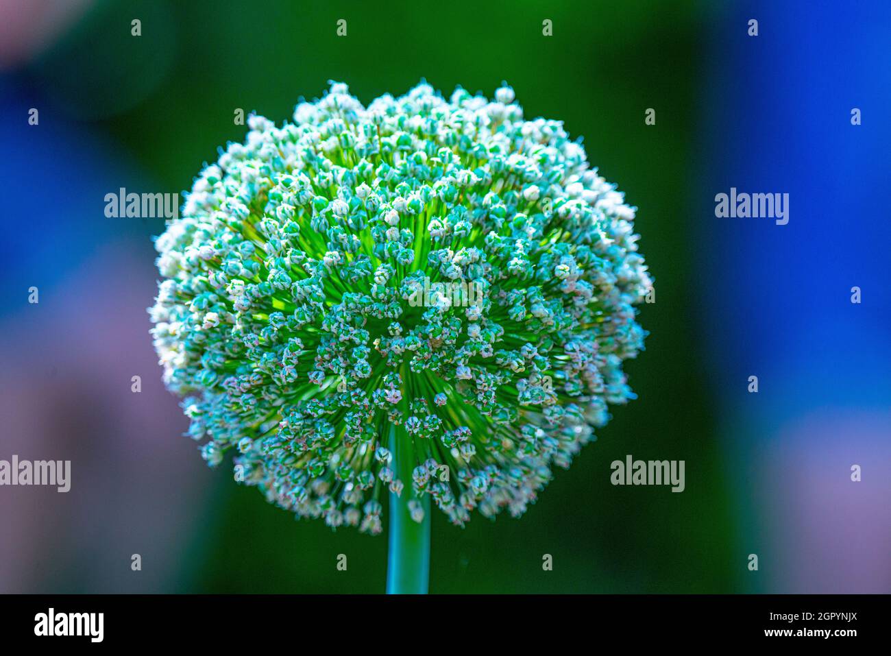 Allium mount everest hi-res stock photography and images - Alamy