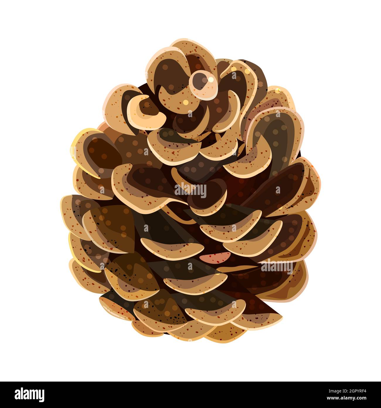 Pine cone open on branch Stock Vector Images - Alamy