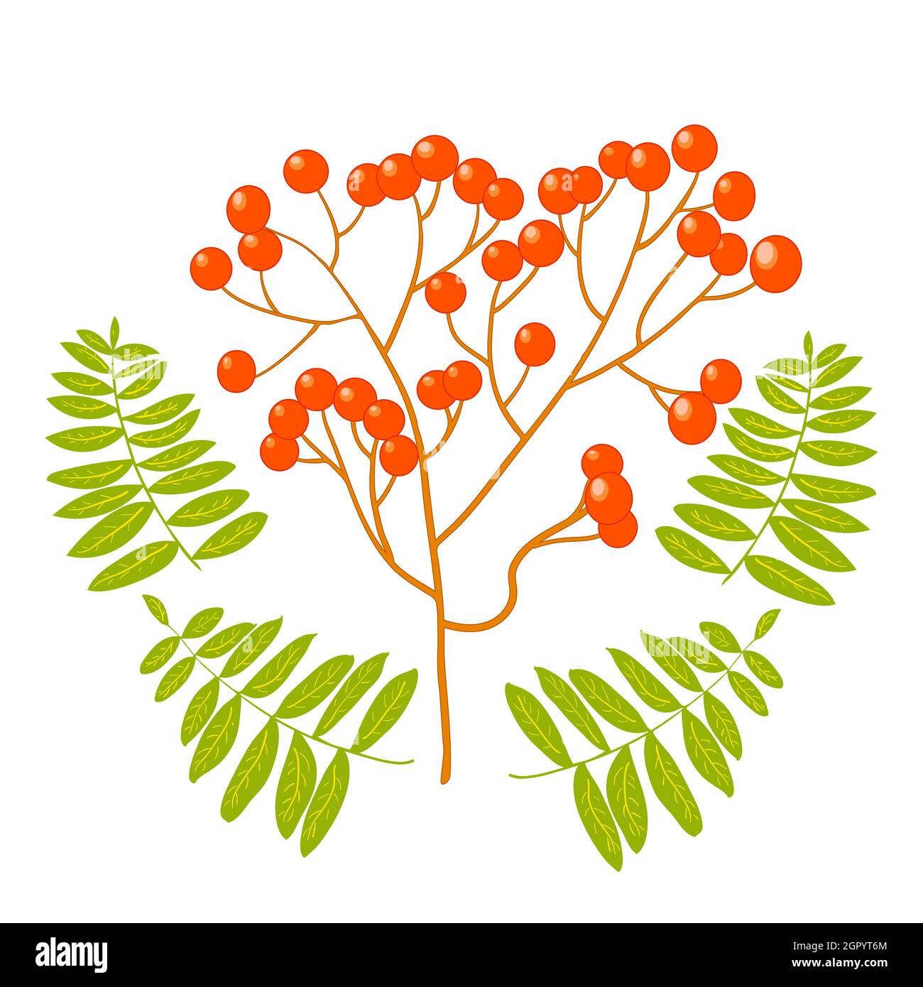 Rowan tree branch with leaves and berries isolated on white background ...