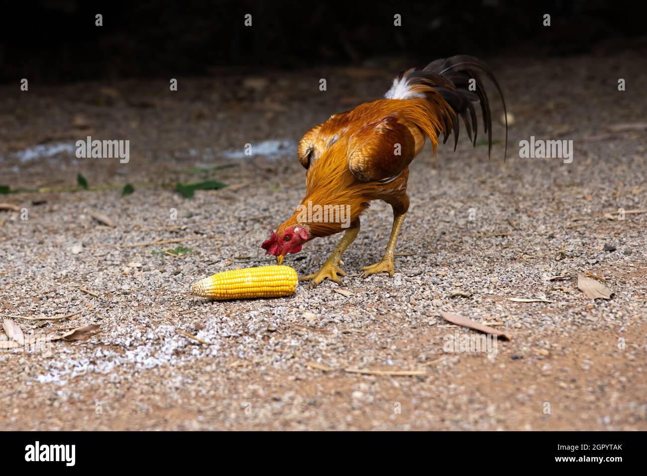 One rooster corn hi-res stock photography and images - Alamy