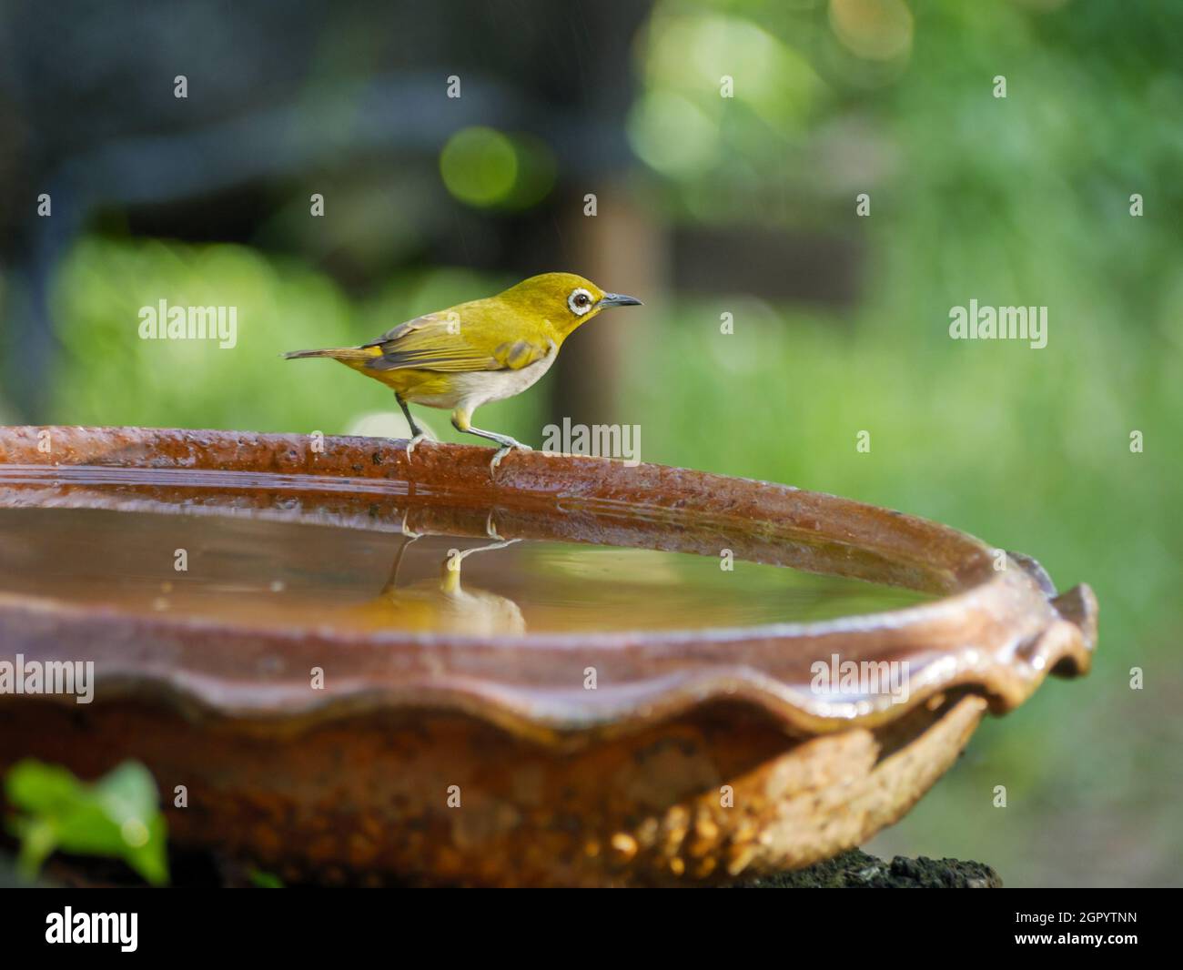 Bird with yellowish eye ring hi-res stock photography and images - Alamy