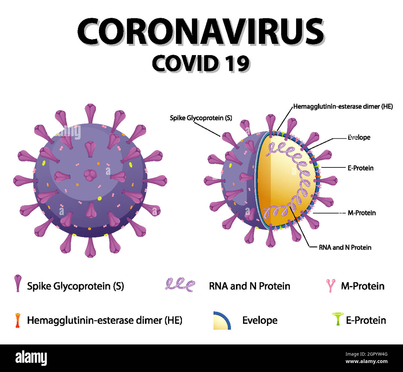 Diagram of Corona virus particle structure Stock Vector Image & Art - Alamy