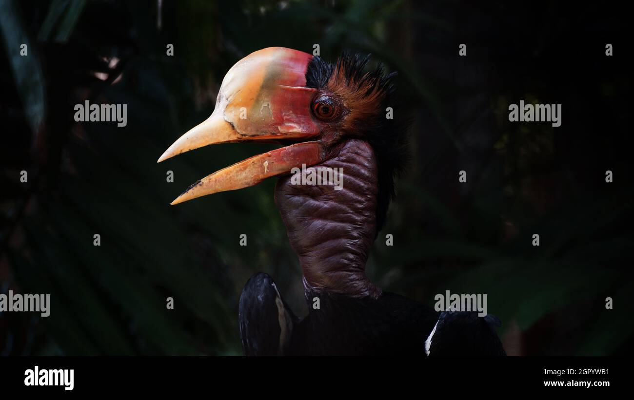 Helmeted hornbill and malaysia hi-res stock photography and images - Alamy