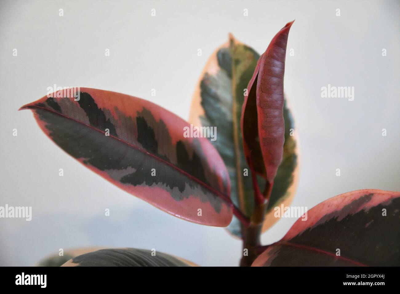 Ficus elastica ruby (rubber tree) on a white background, with a new ...