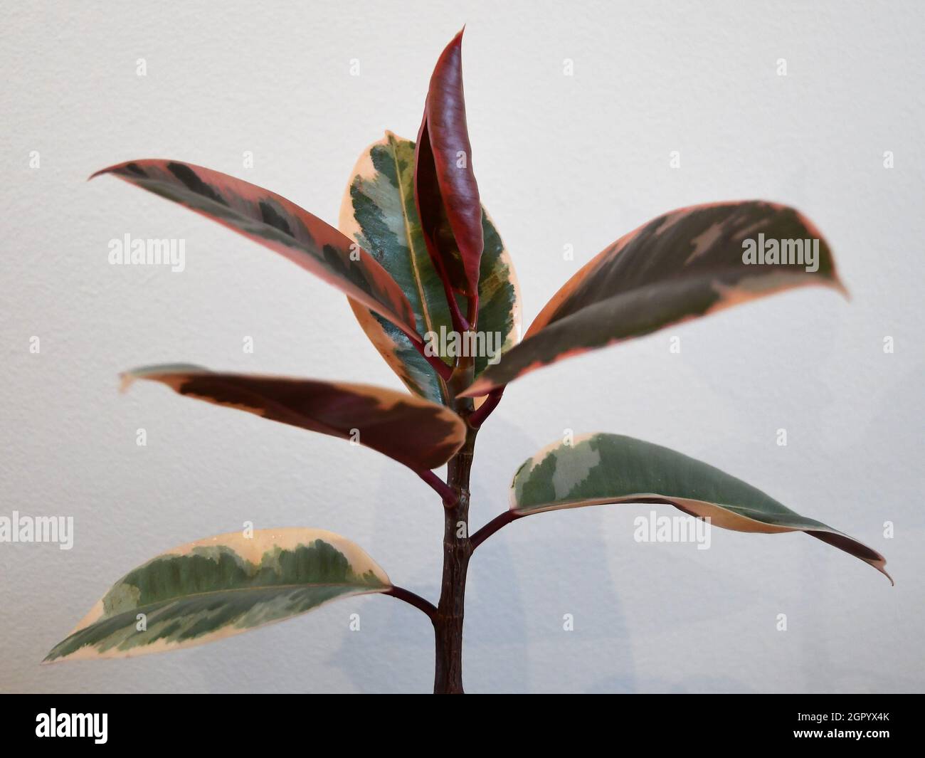 Ficus elastica ruby (rubber tree) on a white background, with a new ...