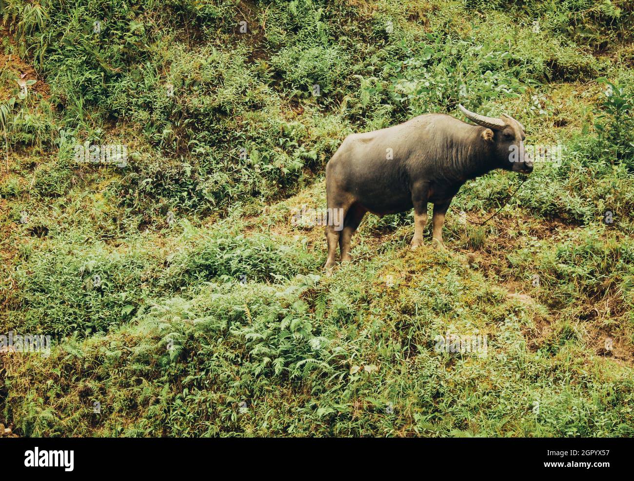 Bull hill hi-res stock photography and images - Alamy