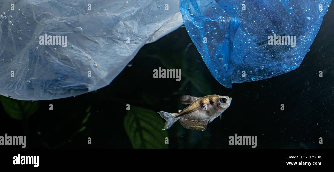 Fish swimming with trash hi-res stock photography and images - Alamy