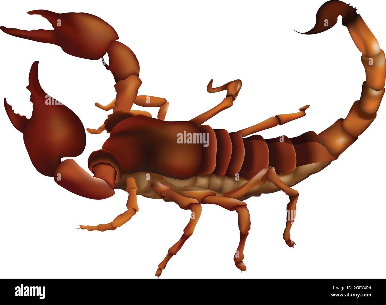 Scorpionoidea Stock Vector Images - Alamy