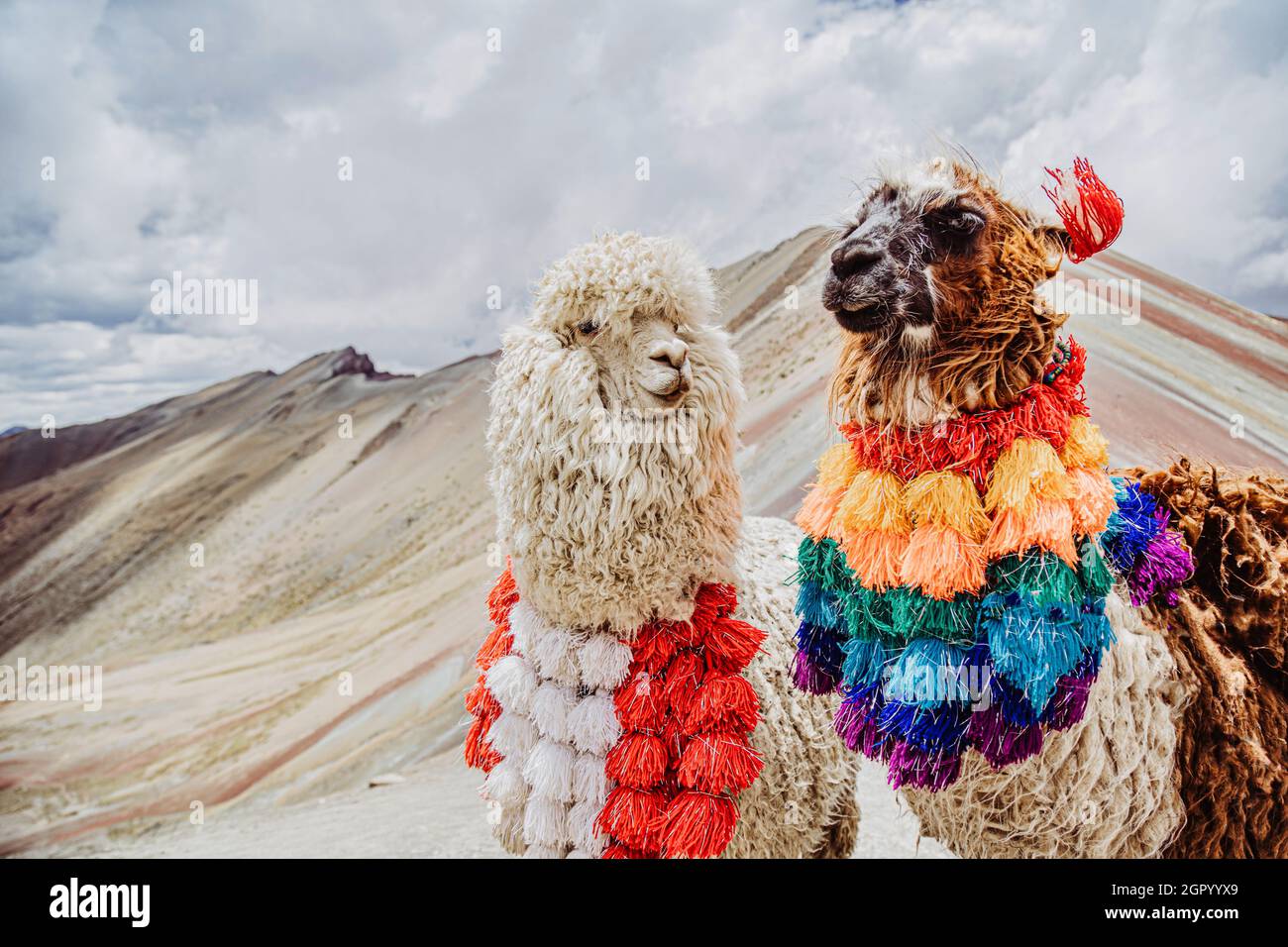 Two lamas animals hi-res stock photography and images - Alamy