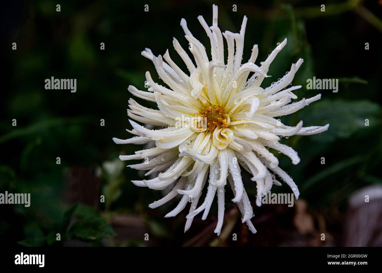 Unusual dahlias hi-res stock photography and images - Alamy