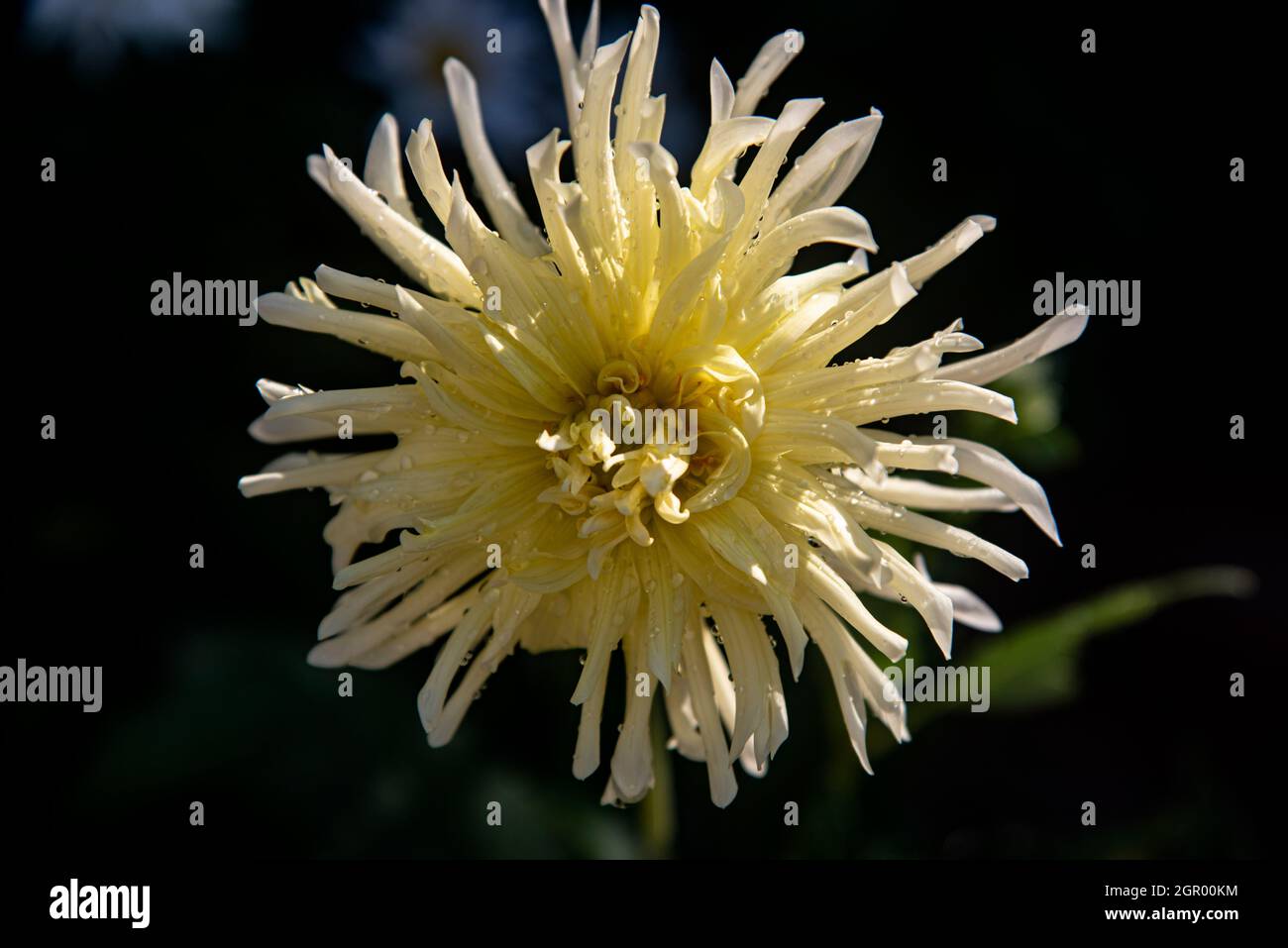 Unusual Dahlias High Resolution Stock Photography and Images - Alamy