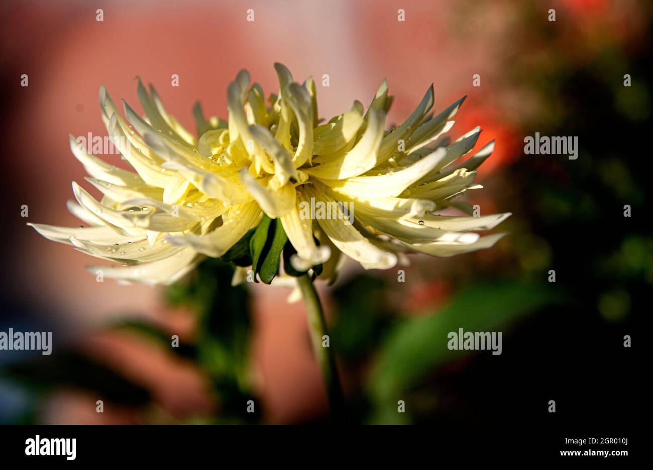 Unusual dahlias hi-res stock photography and images - Alamy