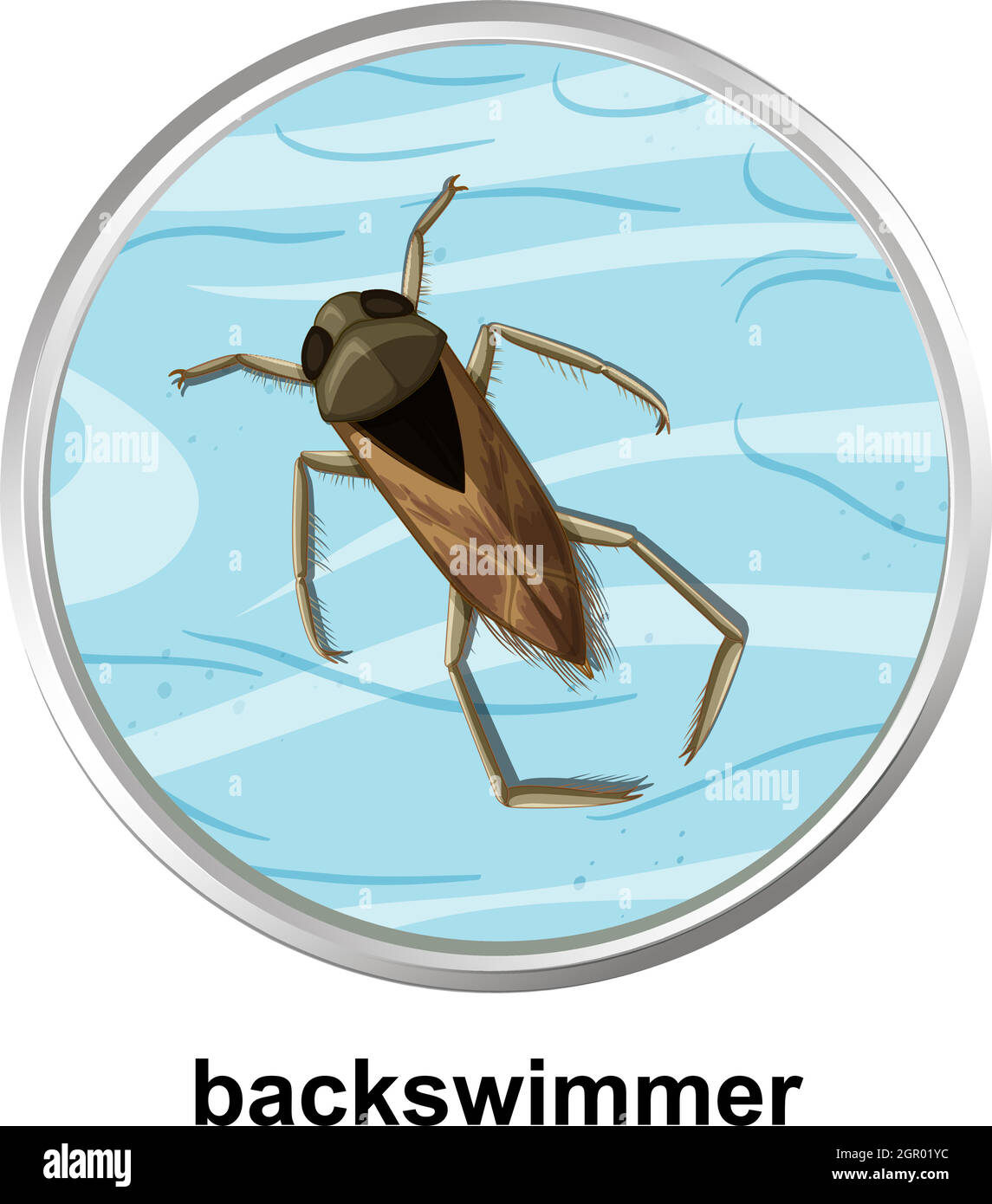 Top view of backswimmer on the water Stock Vector Image & Art - Alamy