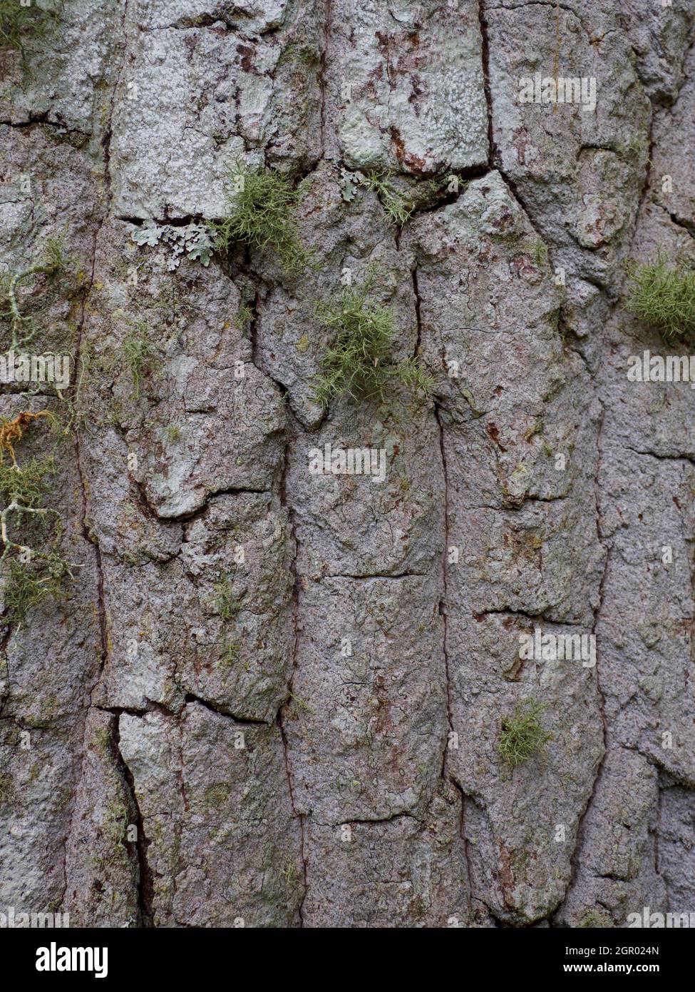 English oak bark hi-res stock photography and images - Alamy