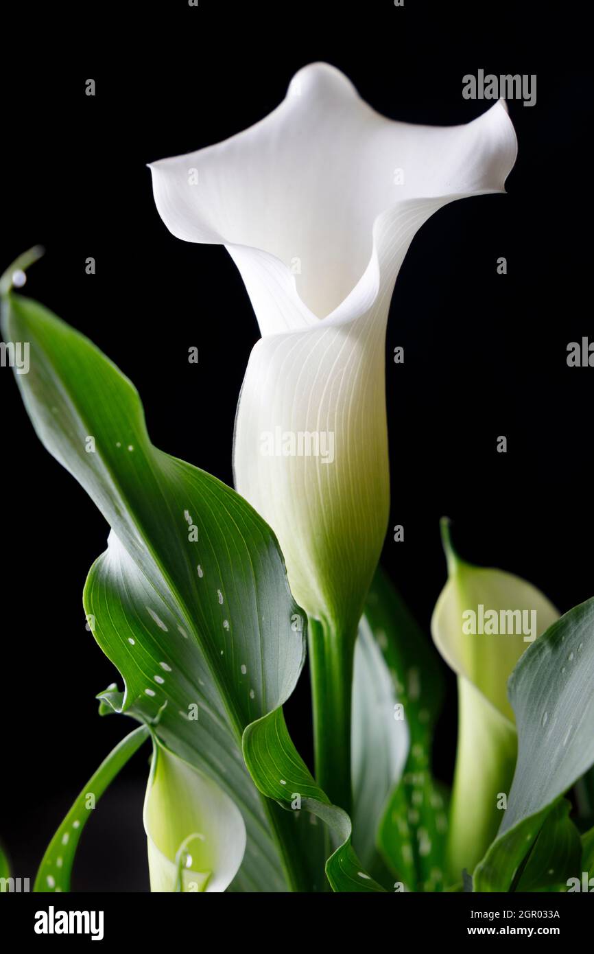 White calla flower with green leaves with black background Stock Photo ...