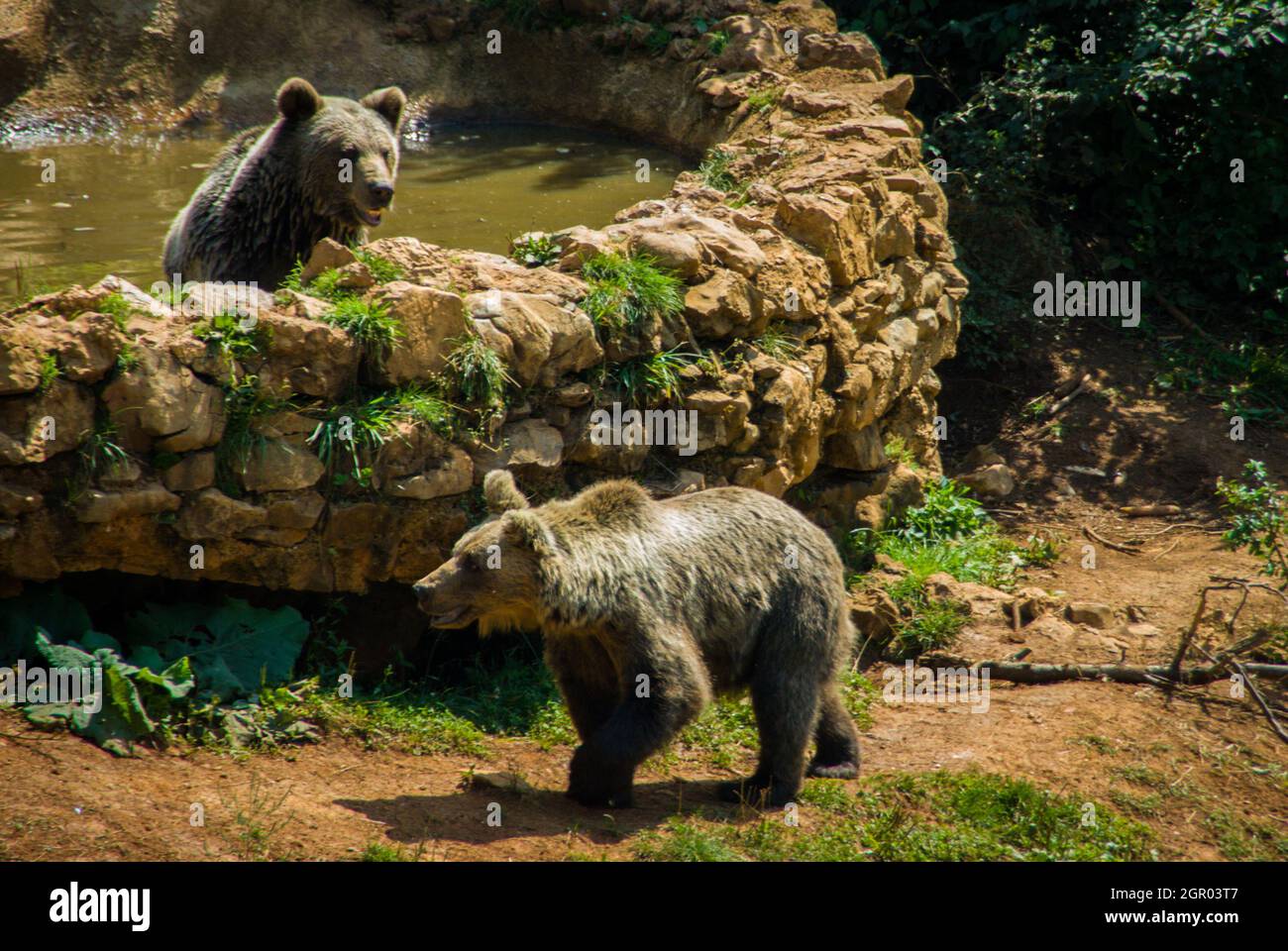 Jungle scene jungle cubs hi-res stock photography and images - Alamy