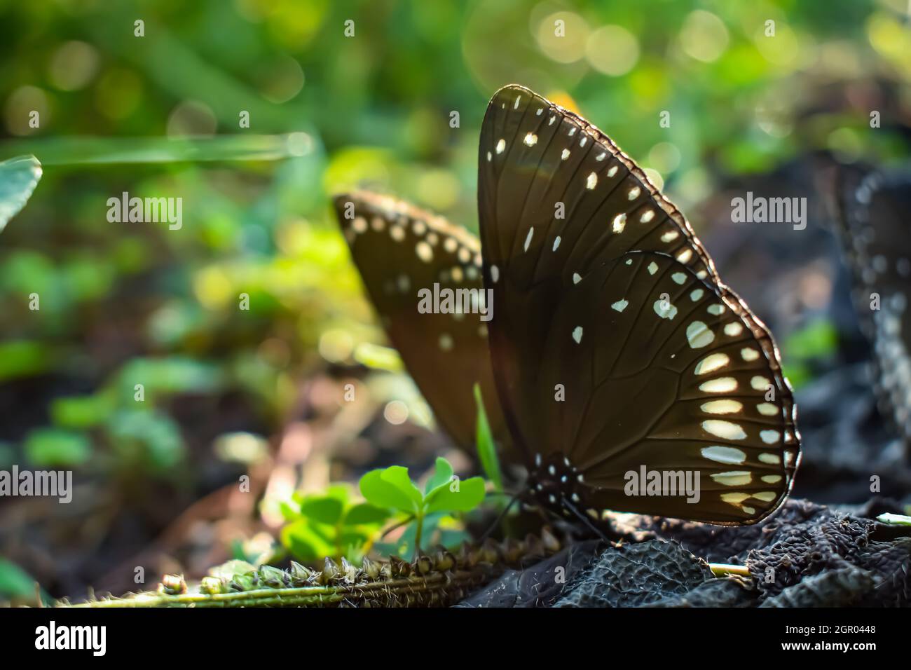 Common brown butterfly australia hi-res stock photography and images ...