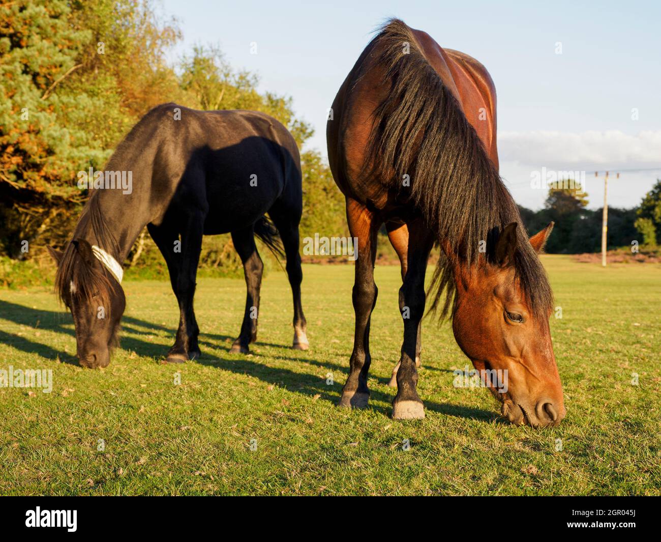 New Forest ponies, September, New Forest, Hampshire, UK Stock Photo - Alamy