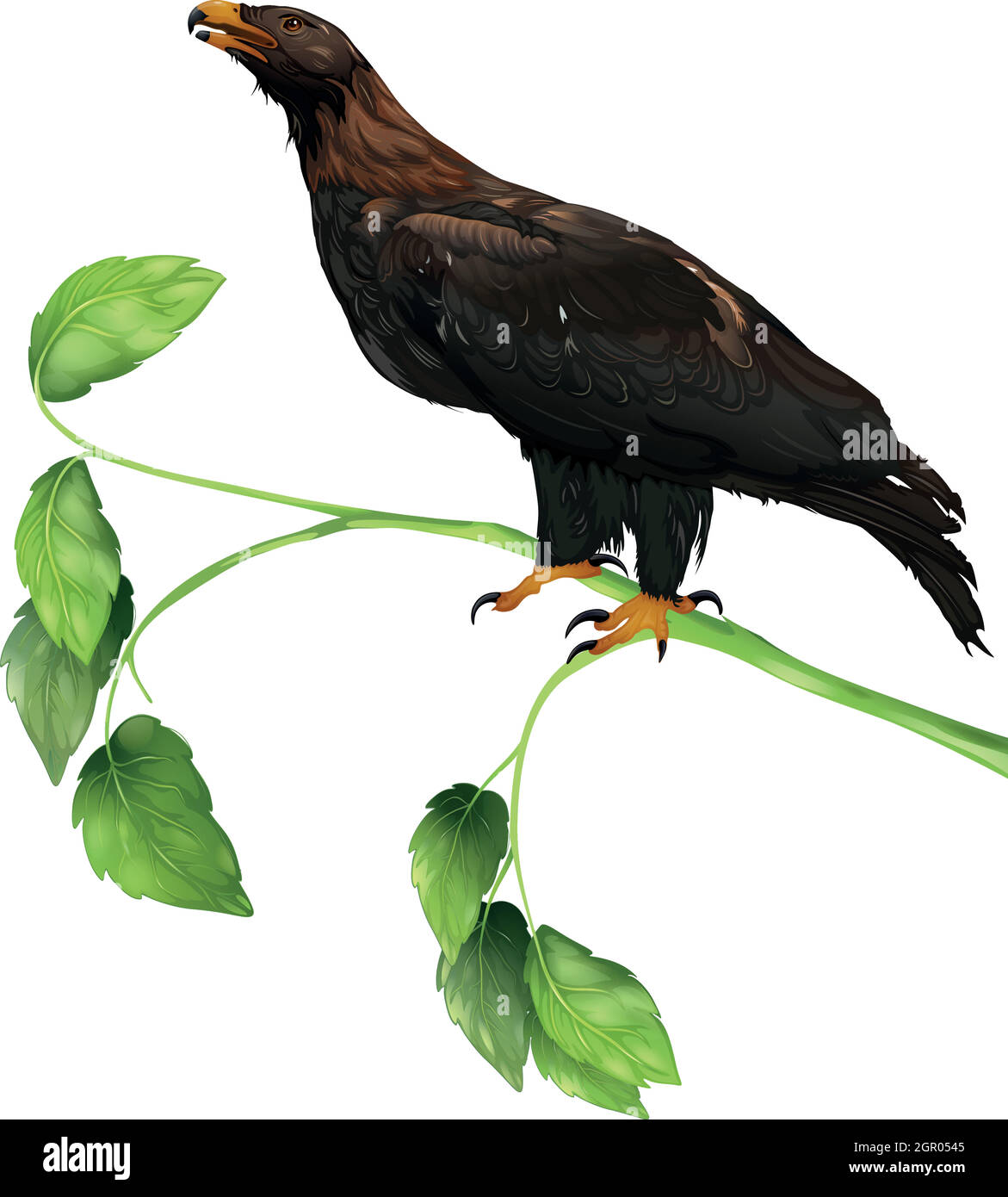 Eagle beak Stock Vector Images - Alamy