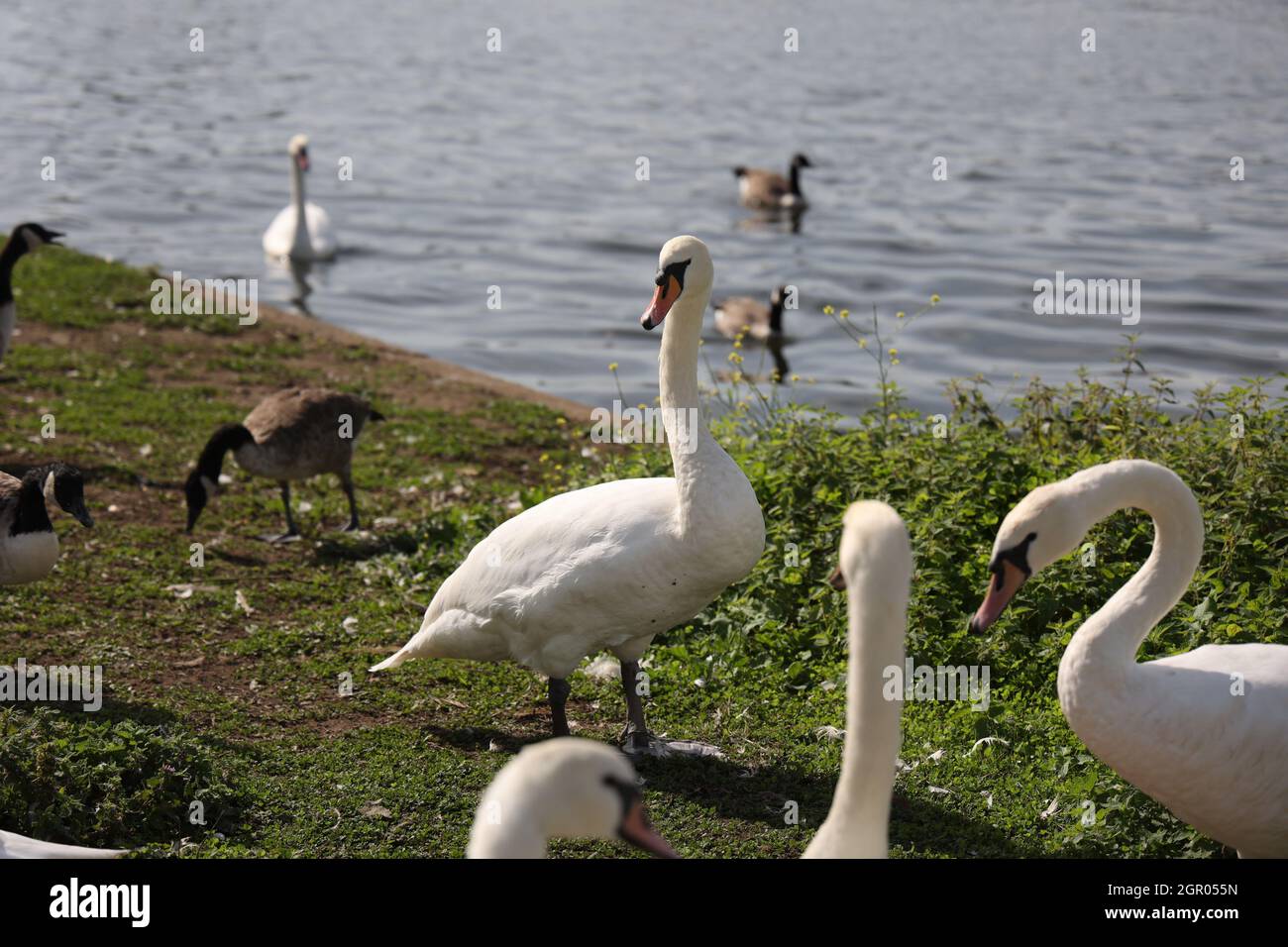 Beautiful river in surrey hi-res stock photography and images - Alamy