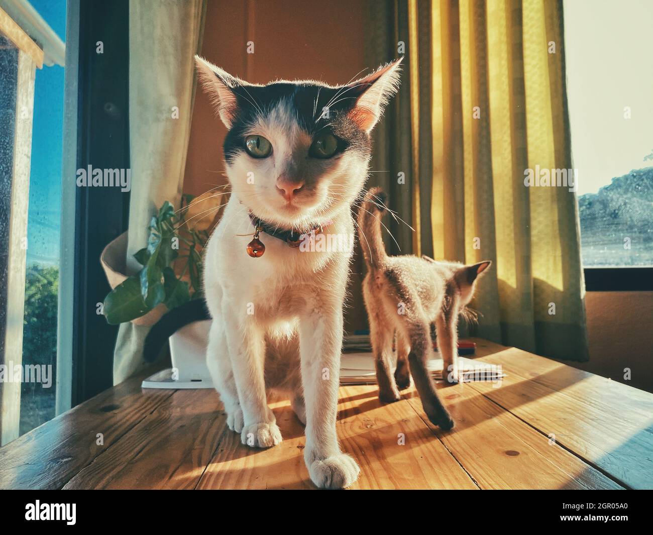 Ram cat hi-res stock photography and images - Alamy