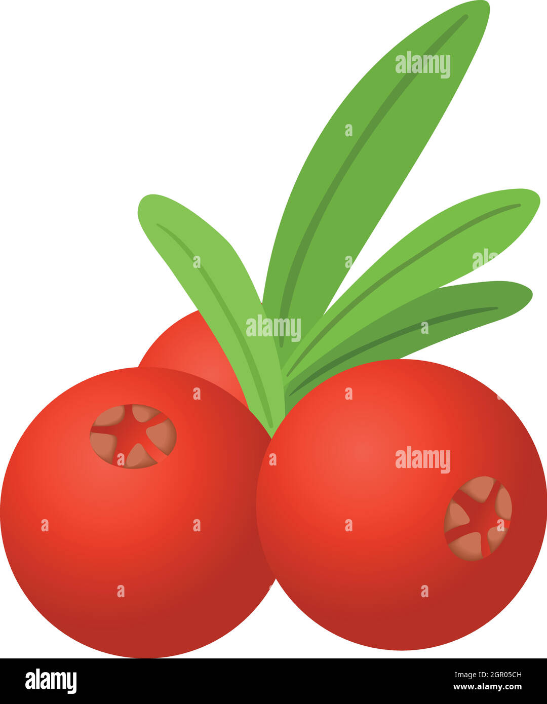 Rowan bunch Stock Vector Images - Alamy