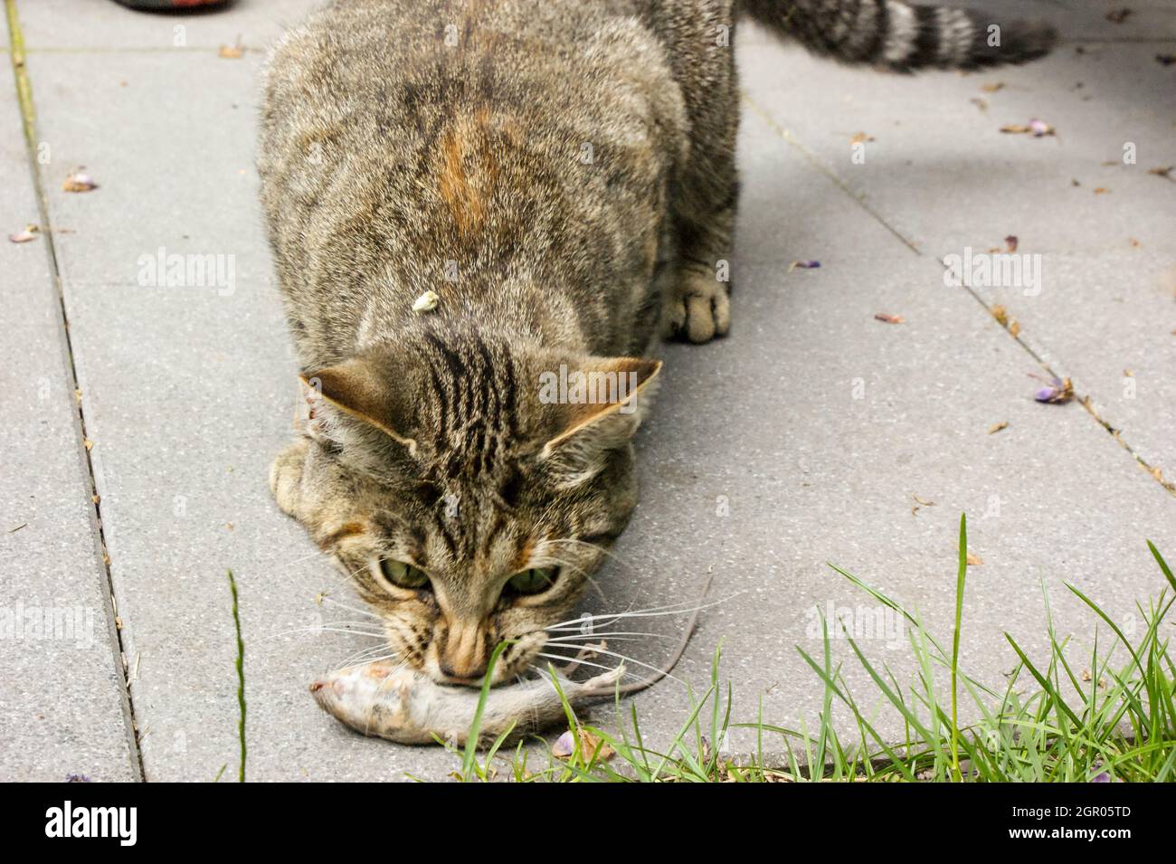 Domestic cats killing wildlife hi-res stock photography and images - Alamy